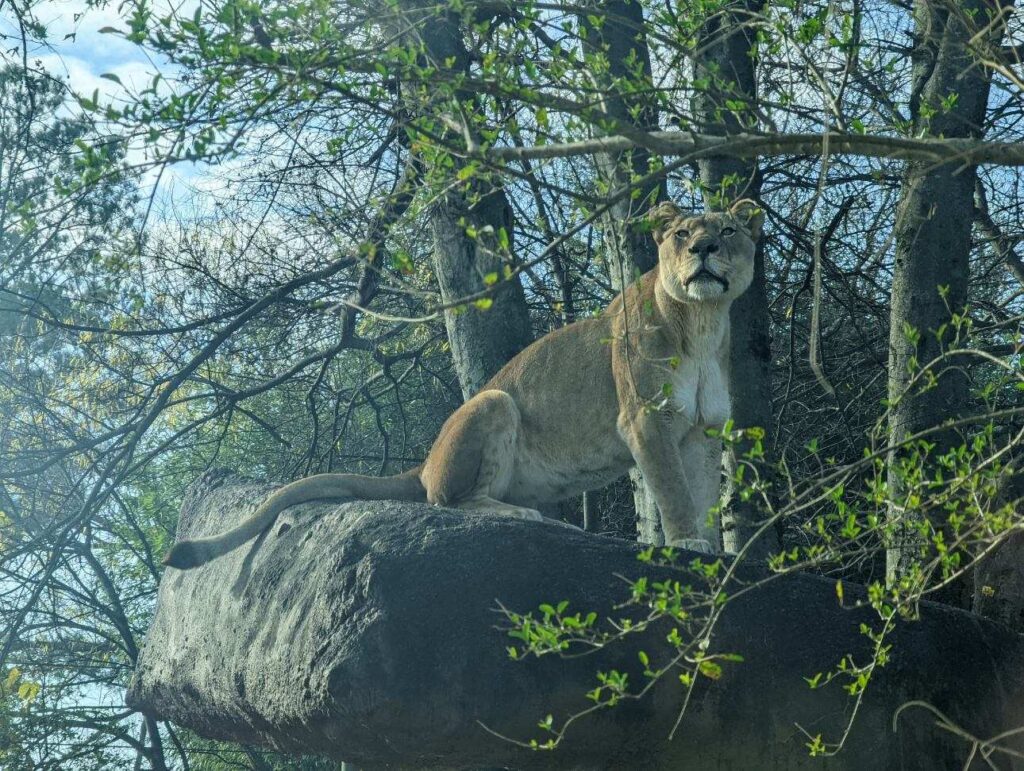 Animal List | Birmingham Zoo