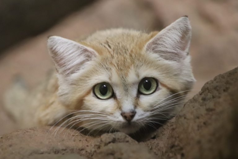 Sand Cat | Birmingham Zoo