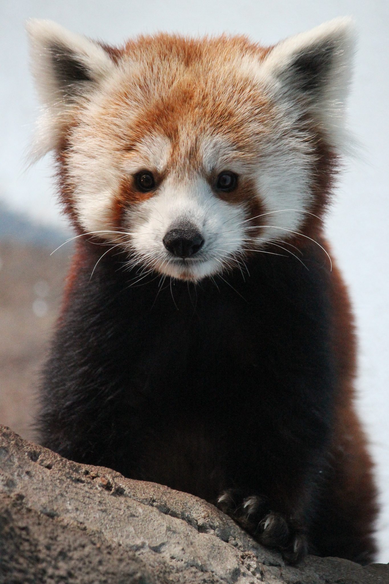 Animals | Birmingham Zoo