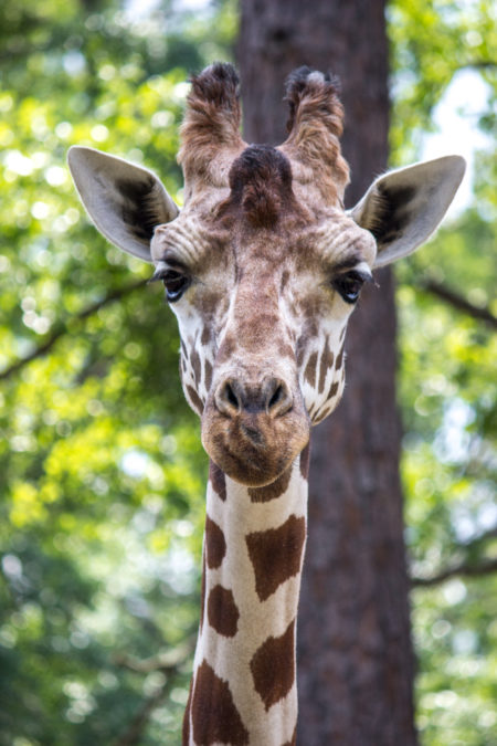 Awkward Giraffe Face