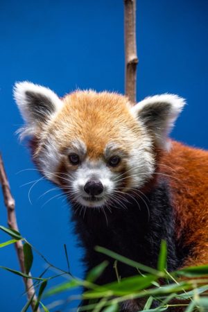 Birmingham Zoo Announces Red Panda Pregnancy | Birmingham Zoo
