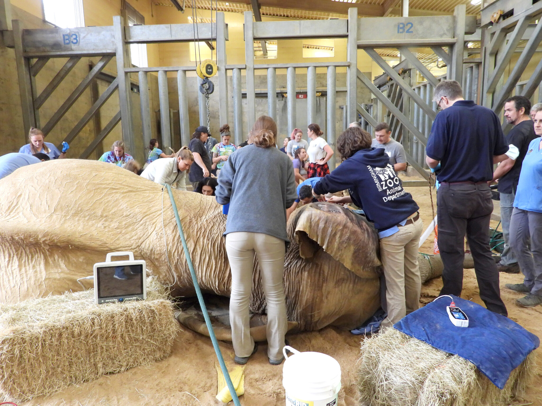 Birmingham Zoo Announces Successful Elephant Tusk Procedure – May 4 ...