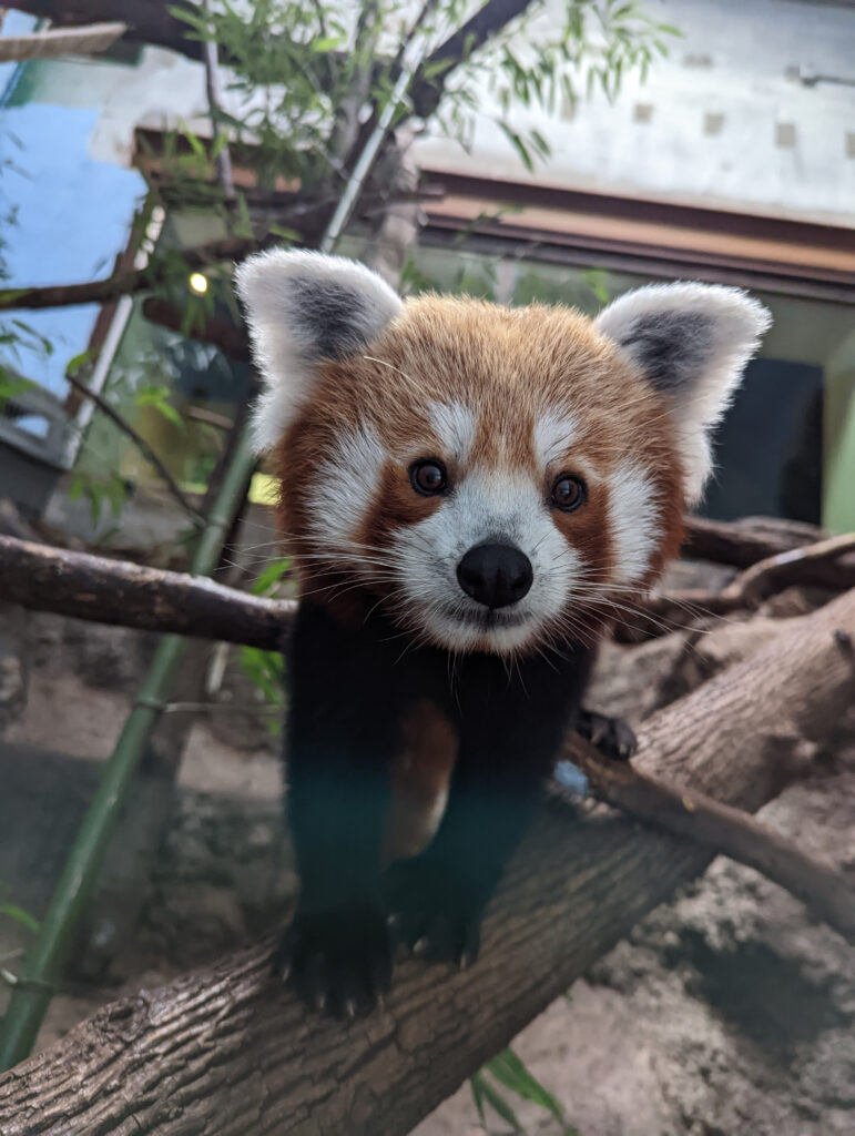 Domestic Red Panda Are YOU A Red Panda? Earth Rangers