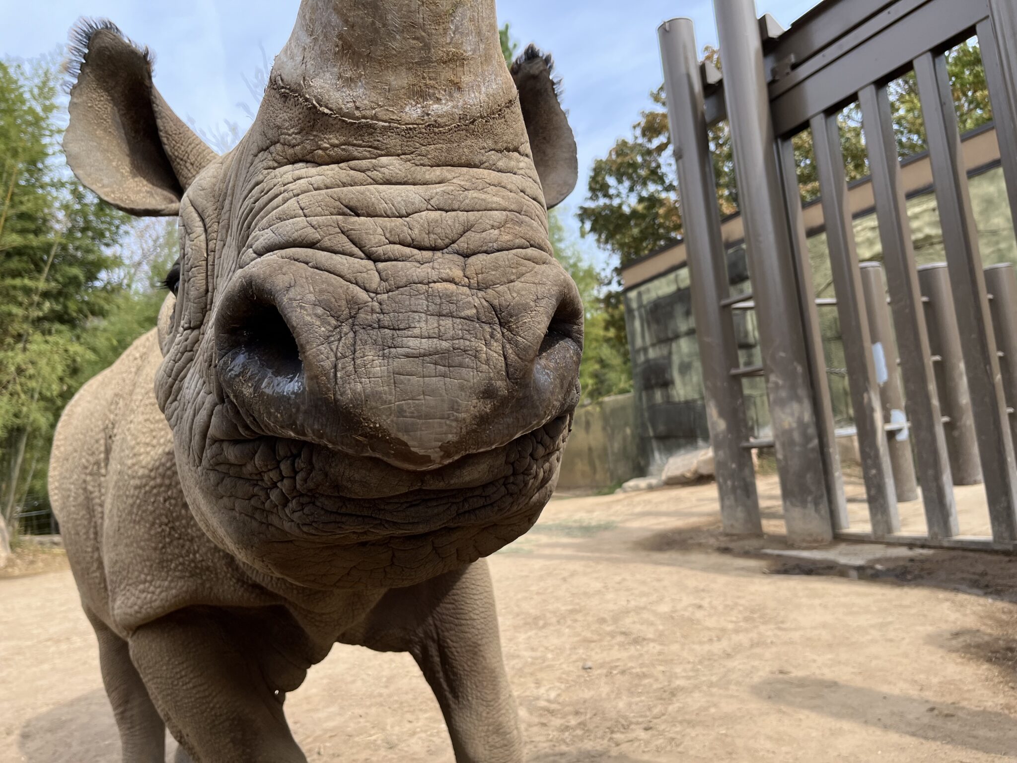 Birmingham Zoo Announces Addition of Two Eastern Black Rhinos ...