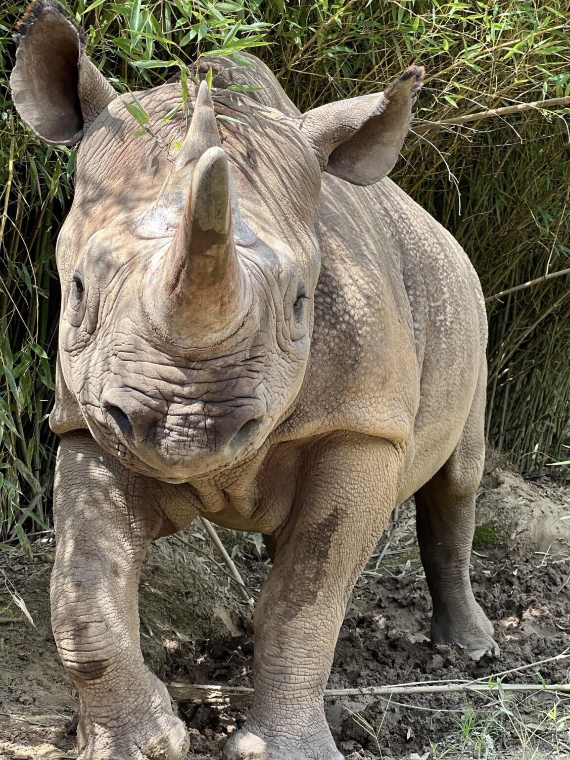 Birmingham Zoo Announces Addition of Two Eastern Black Rhinos ...
