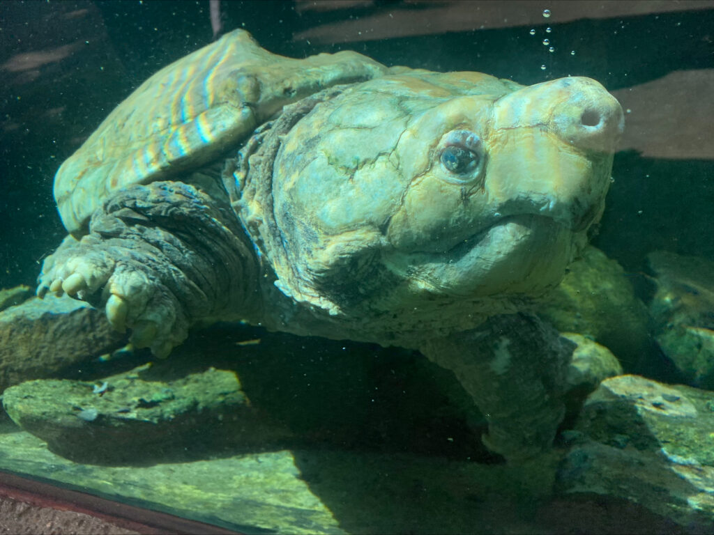 Six New Things to Know at Your Birmingham Zoo | Birmingham Zoo