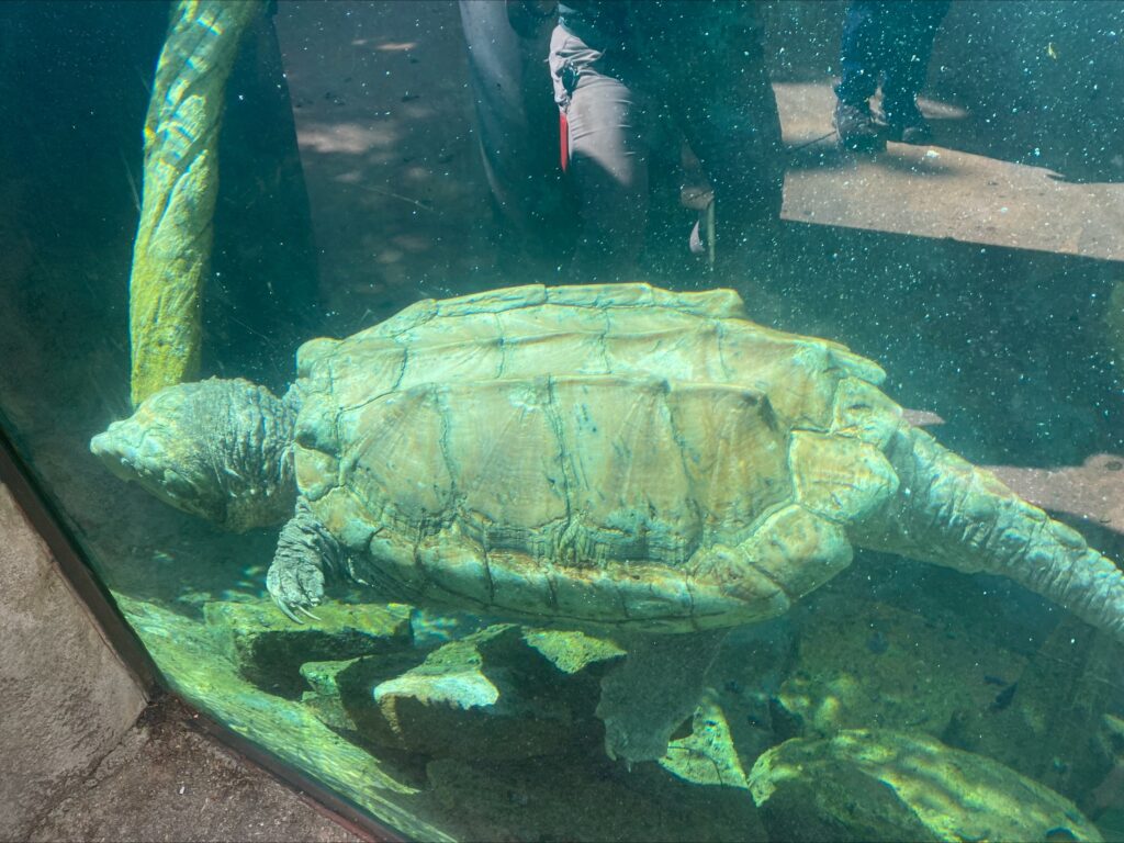 Six New Things to Know at Your Birmingham Zoo | Birmingham Zoo