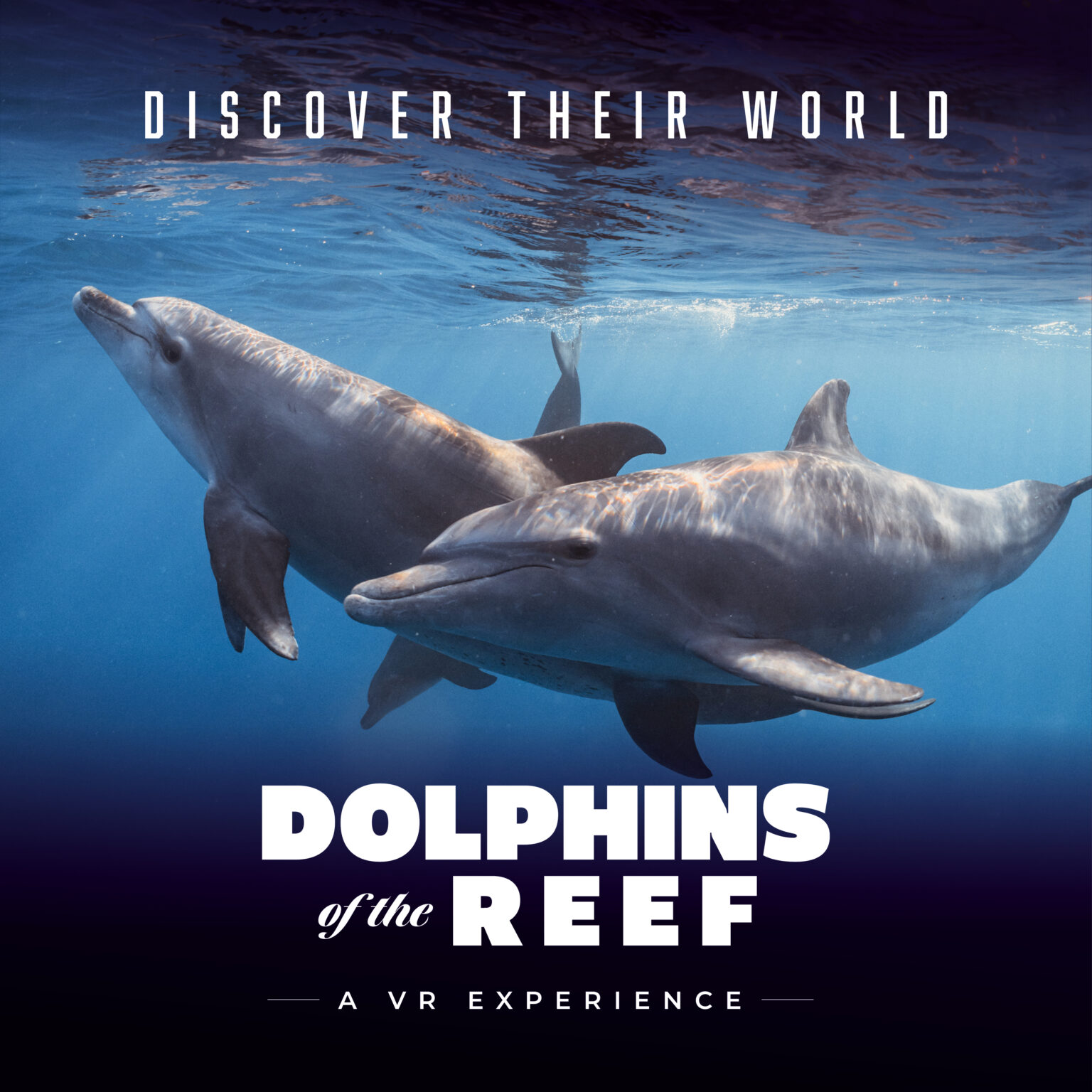 Virtual Reality Experience | Birmingham Zoo Birmingham Zoo