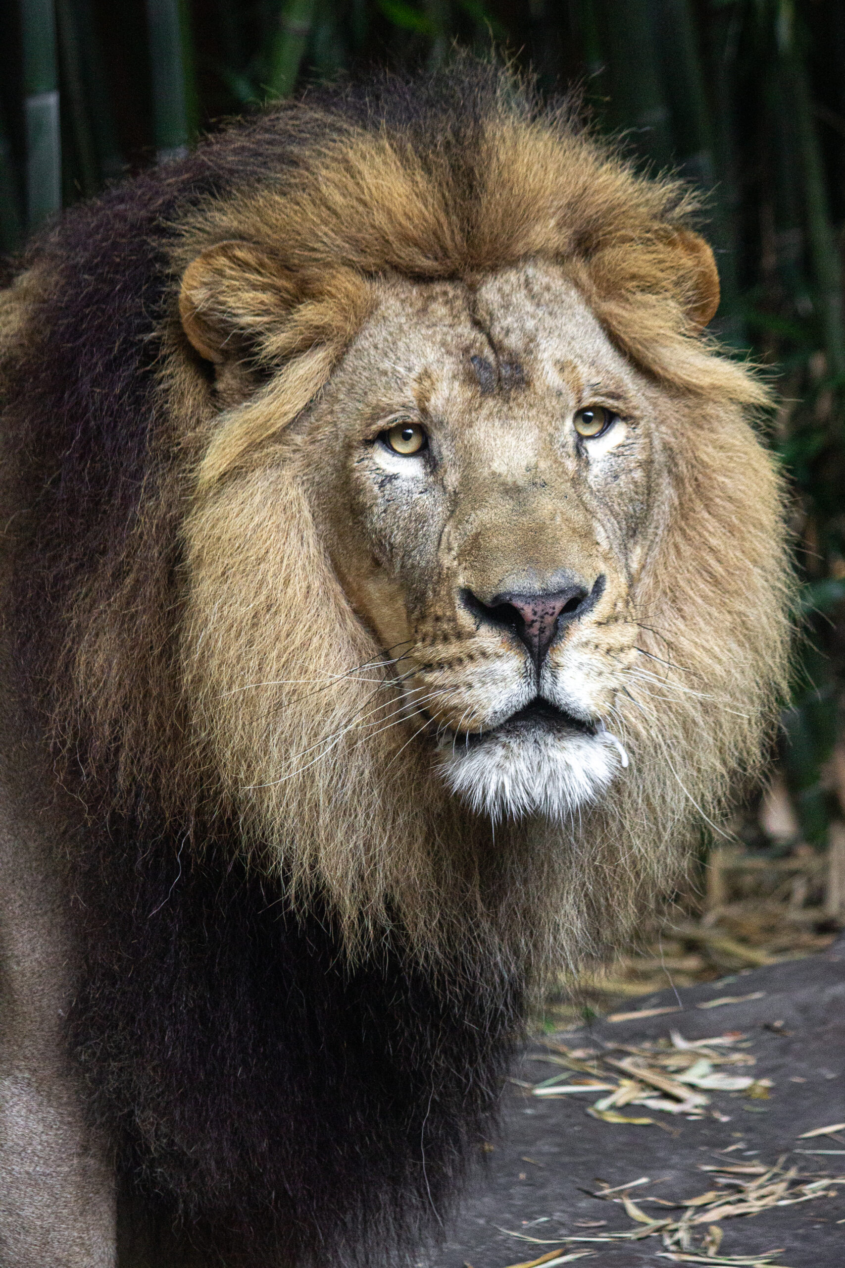 Adopt an Animal | Birmingham Zoo Birmingham Zoo