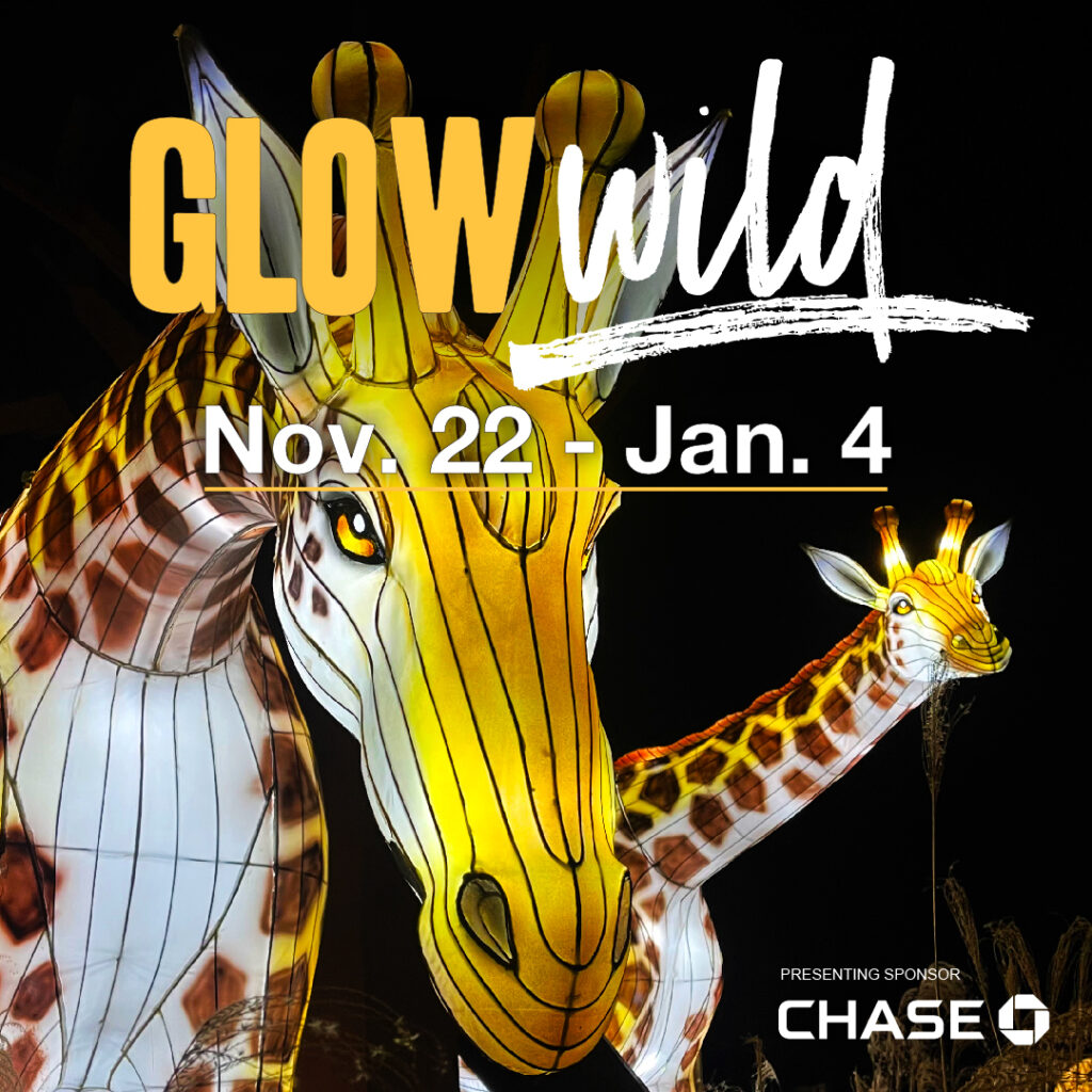 Glow Wild – A Holiday Lantern Festival for Everyone! | Birmingham Zoo
